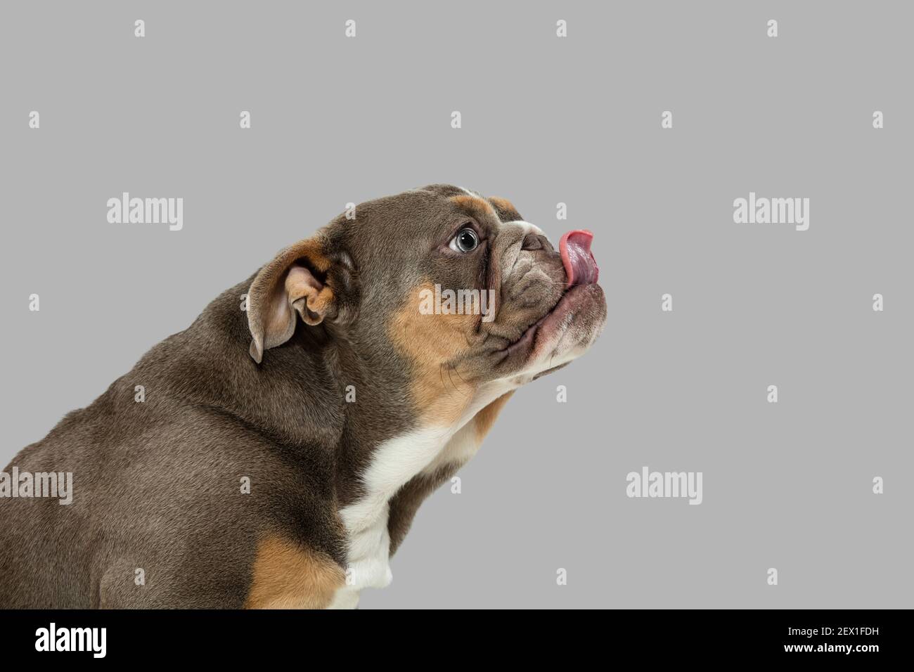 Close-up portrait of American bulldog isolated over white background ...