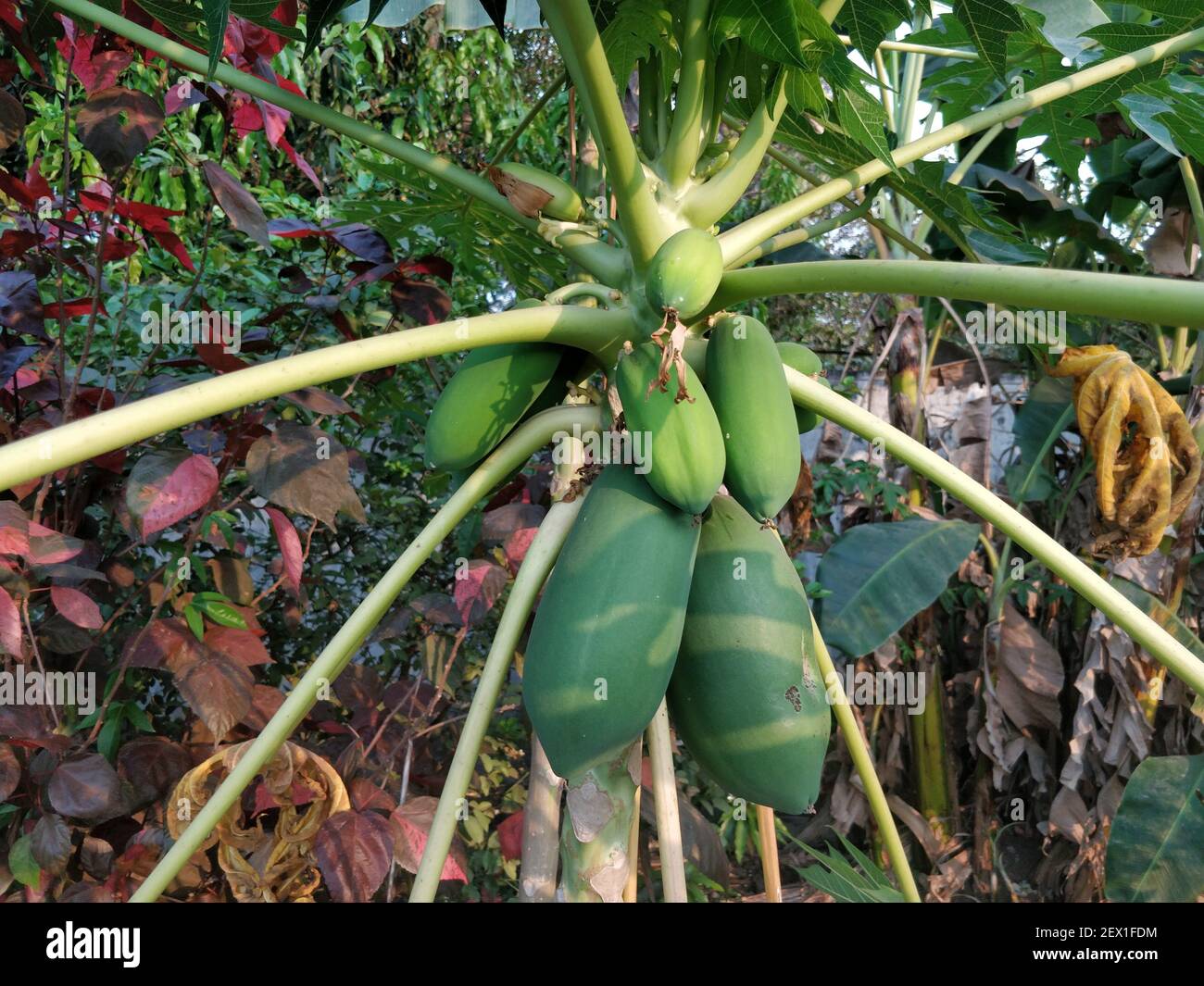 A beautiful shot of a tropical papaya tree, also known as papaw, with ...