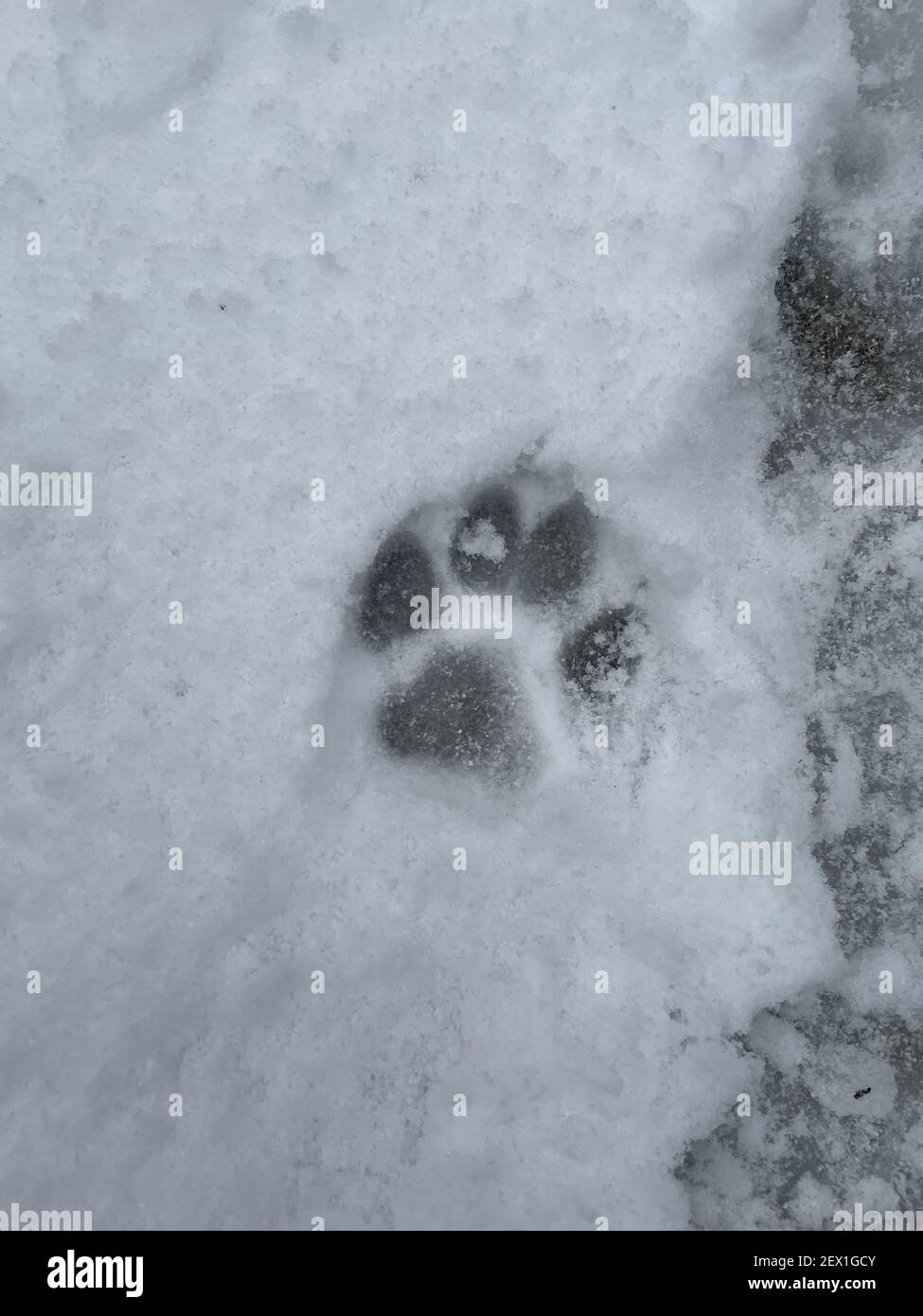 A high angle of a cat's paw print on the snowy ground Stock Photo - Alamy