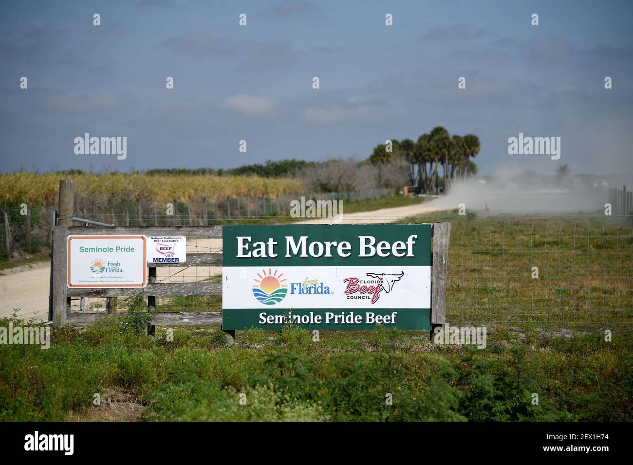 The Seminole Tribe of Florida has one of the largest cattle herds in ...
