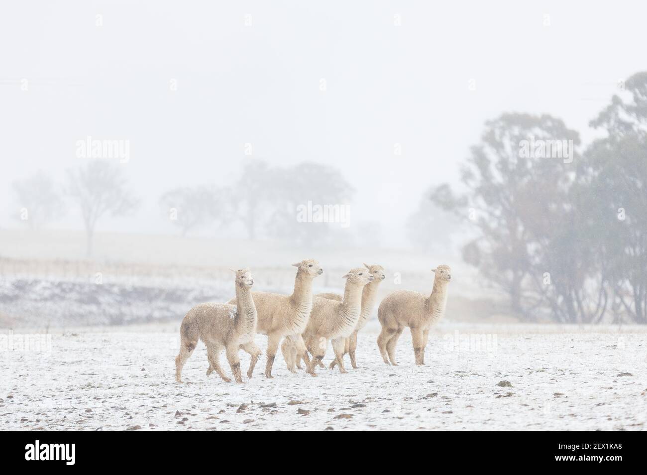 A group of Llamas in snow, New South Wales, Australia Stock Photo - Alamy