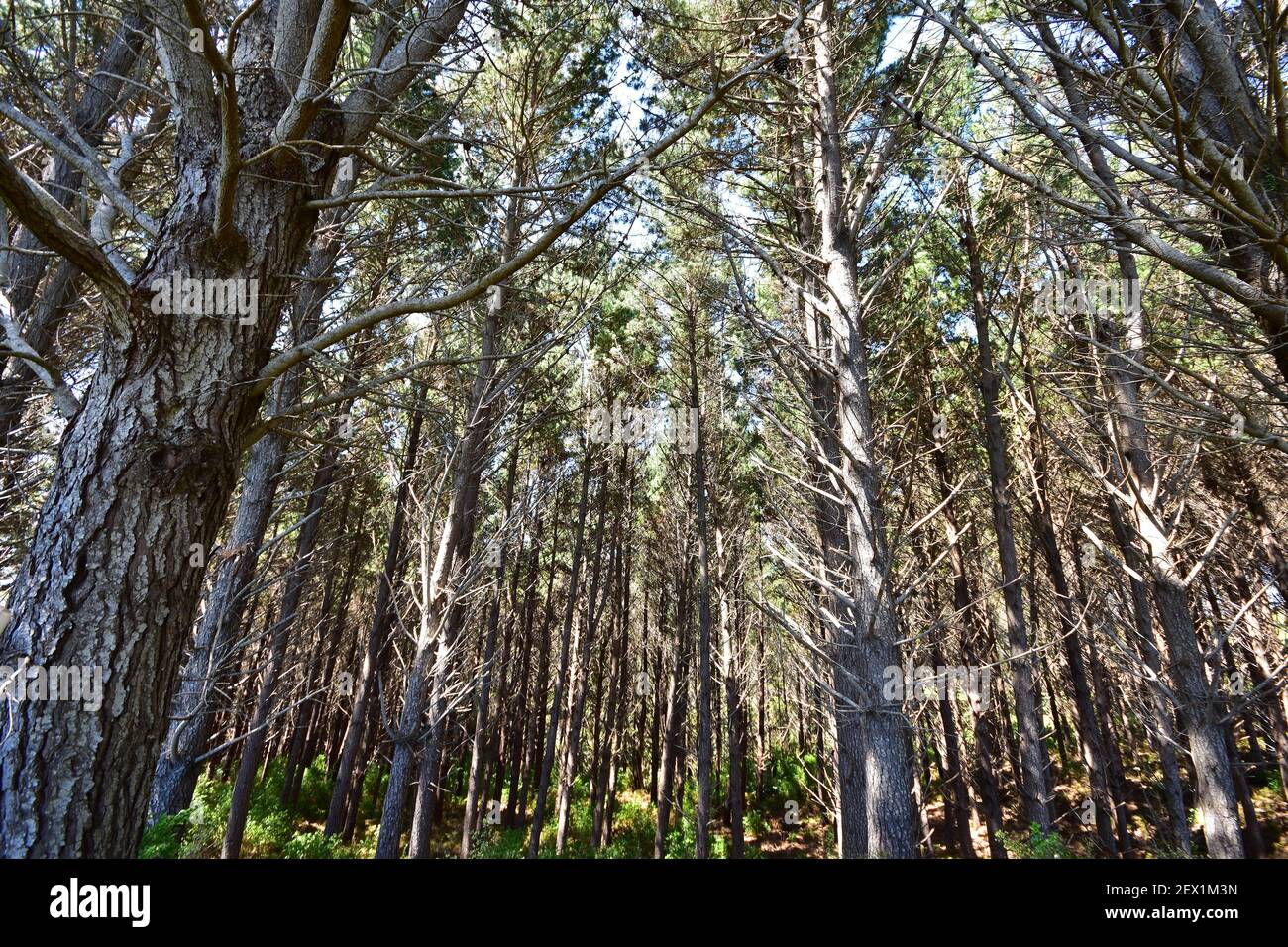 New Zealand Conifer Tree High Resolution Stock Photography and Images ...