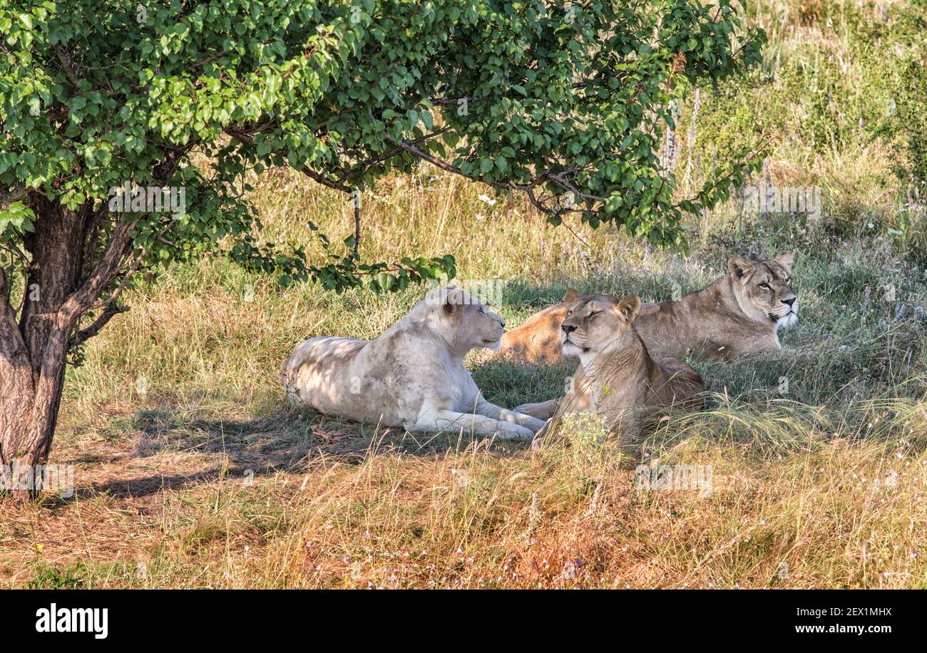 three lionesses have rest under tree shadow Stock Photo - Alamy