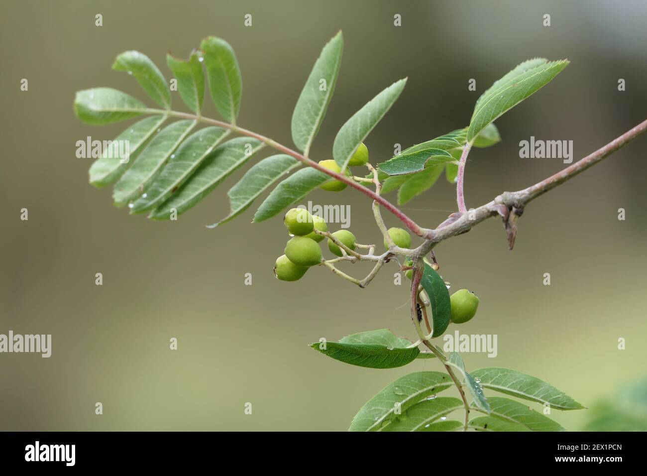 An olive tree branch with green olives and leaves Stock Photo - Alamy