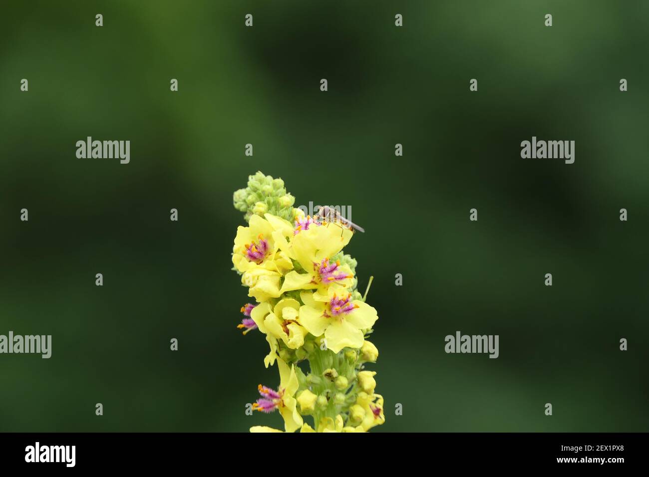 Beautiful common mullein flower known as velvet plant Stock Photo - Alamy
