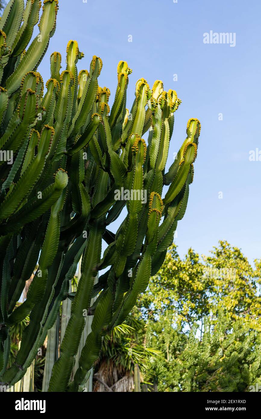 A vertical shot of Euphorbia candelabrum, known as elongated green ...