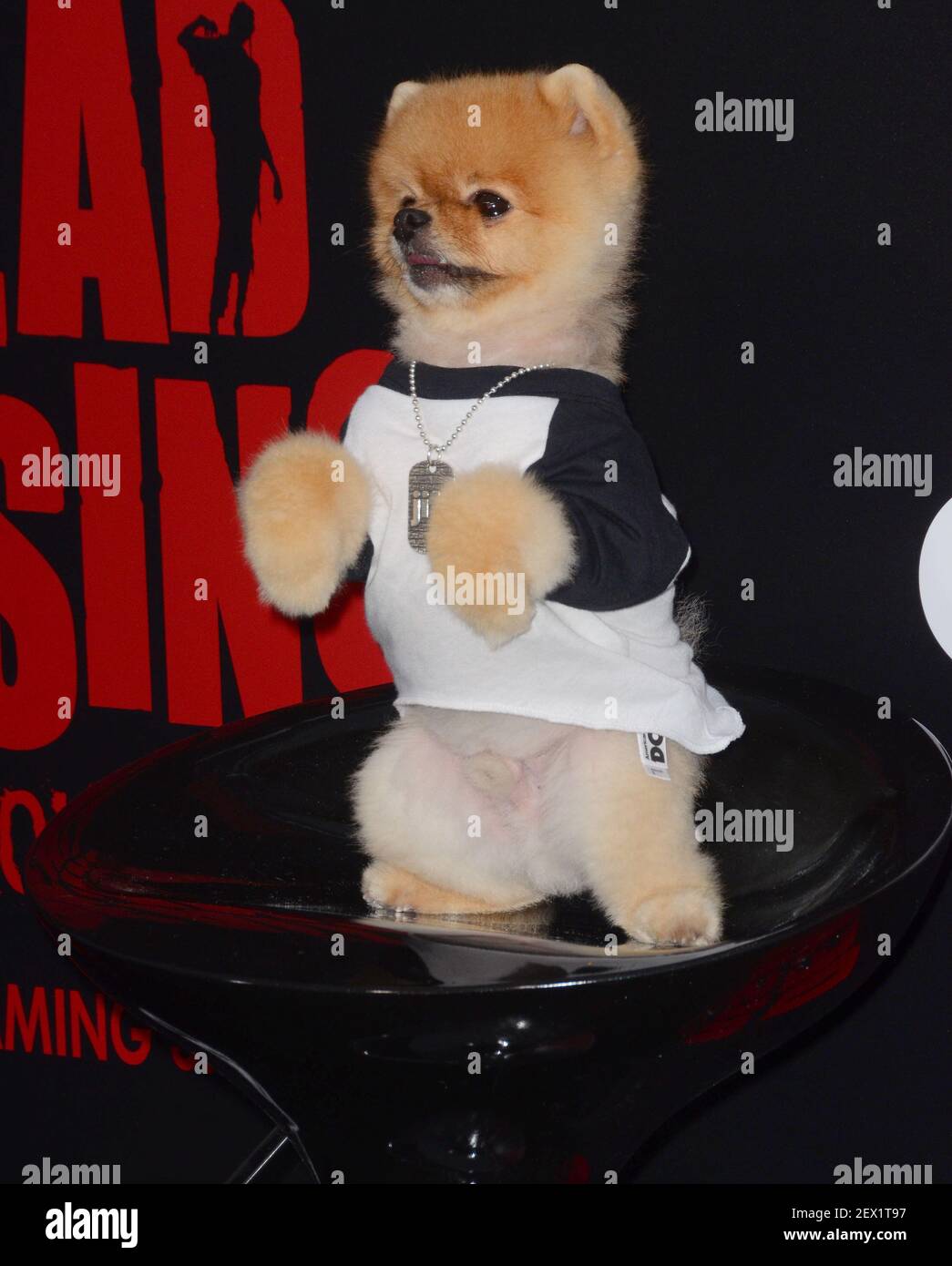 11 March 2015 - Los Angeles, California - Jiff Pom. Arrivals for ...