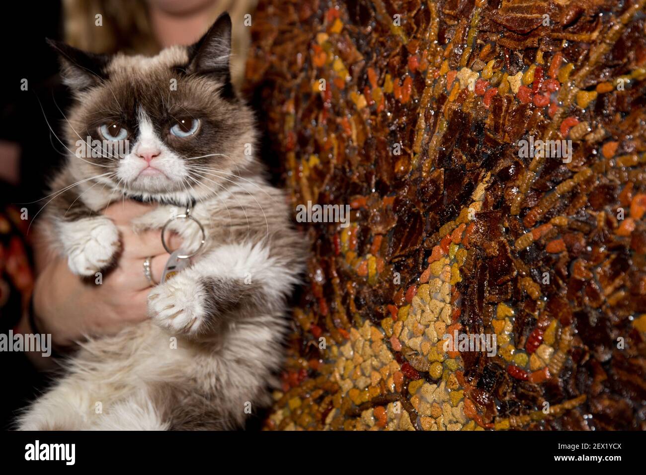 Internet celebrity, Grumpy Cat, next to a mosaic portrait of herself ...