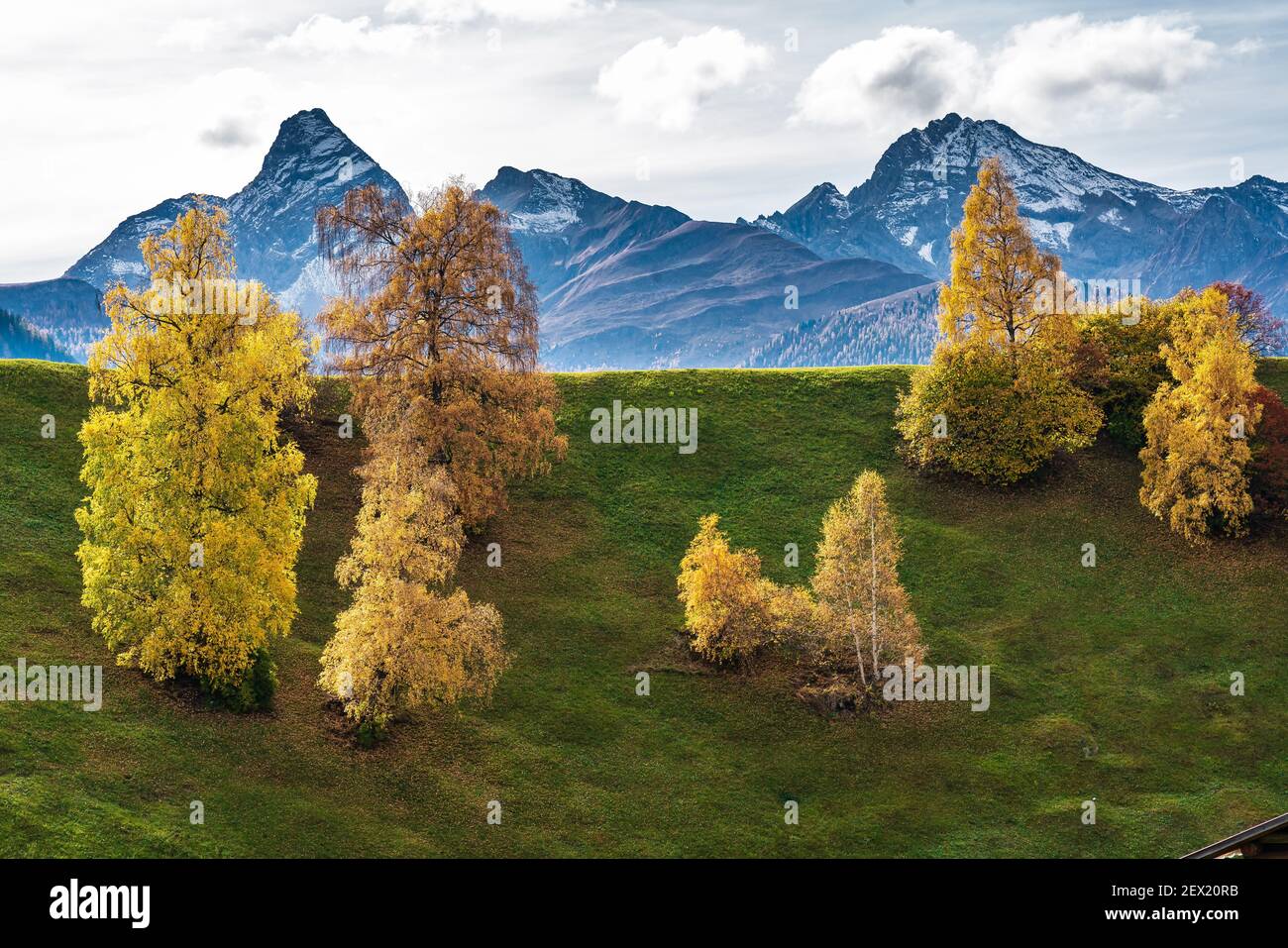 Autumn in Davos Grisons Switzerland Europe, yellow coloured trees Stock ...