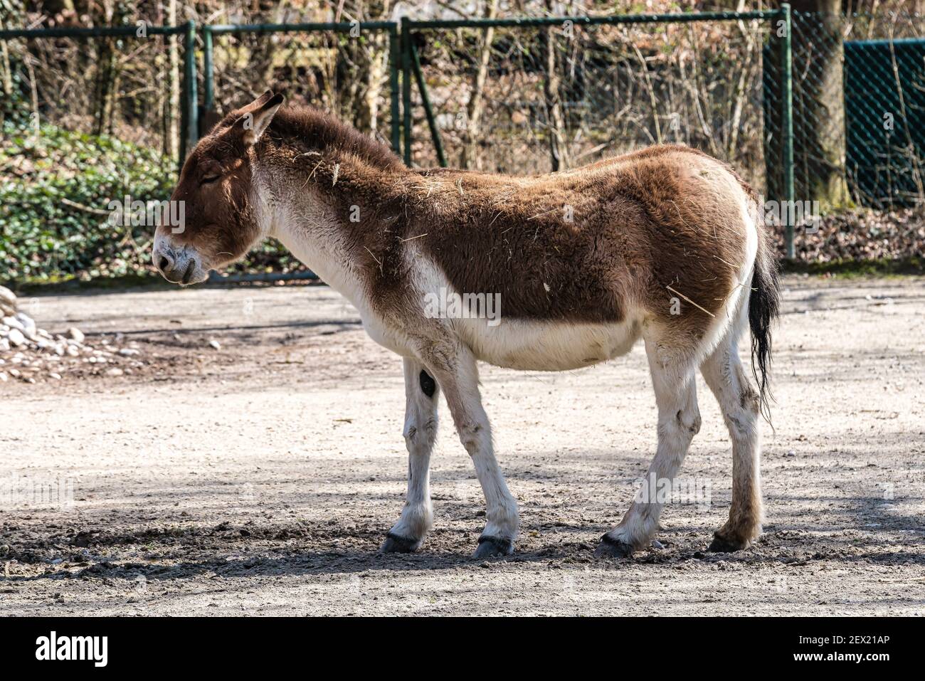 The kiang, Equus kiang is the largest of the wild asses. It is native ...