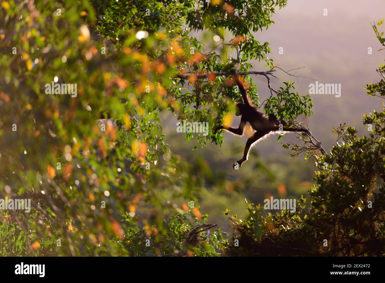Spider monkeys swing from tree to tree in the canopy surrounding Temple ...