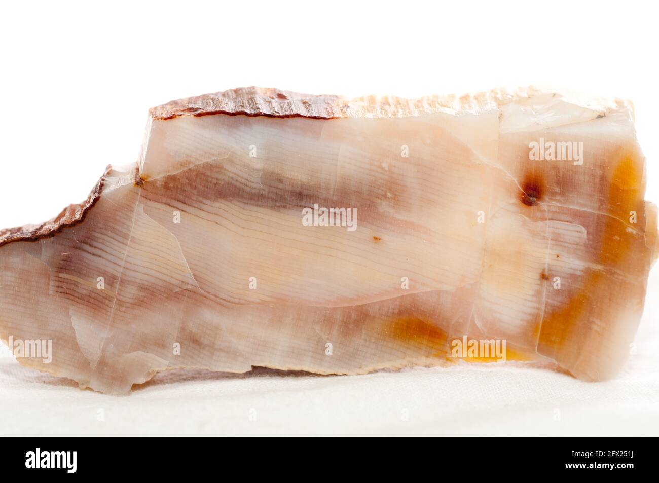 A ginkgo wood isolated on a white background Stock Photo - Alamy