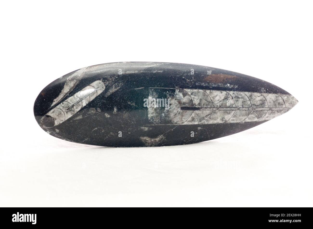 fossil stone sample with sea creatures frozen in time Stock Photo - Alamy