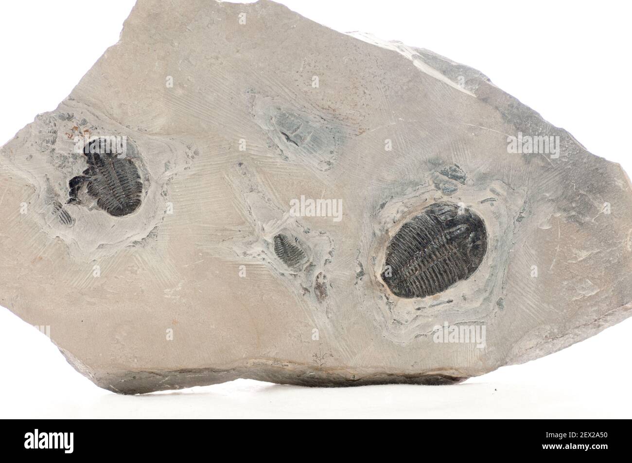 trilobite stone fossil sample with ridges and detail Stock Photo - Alamy