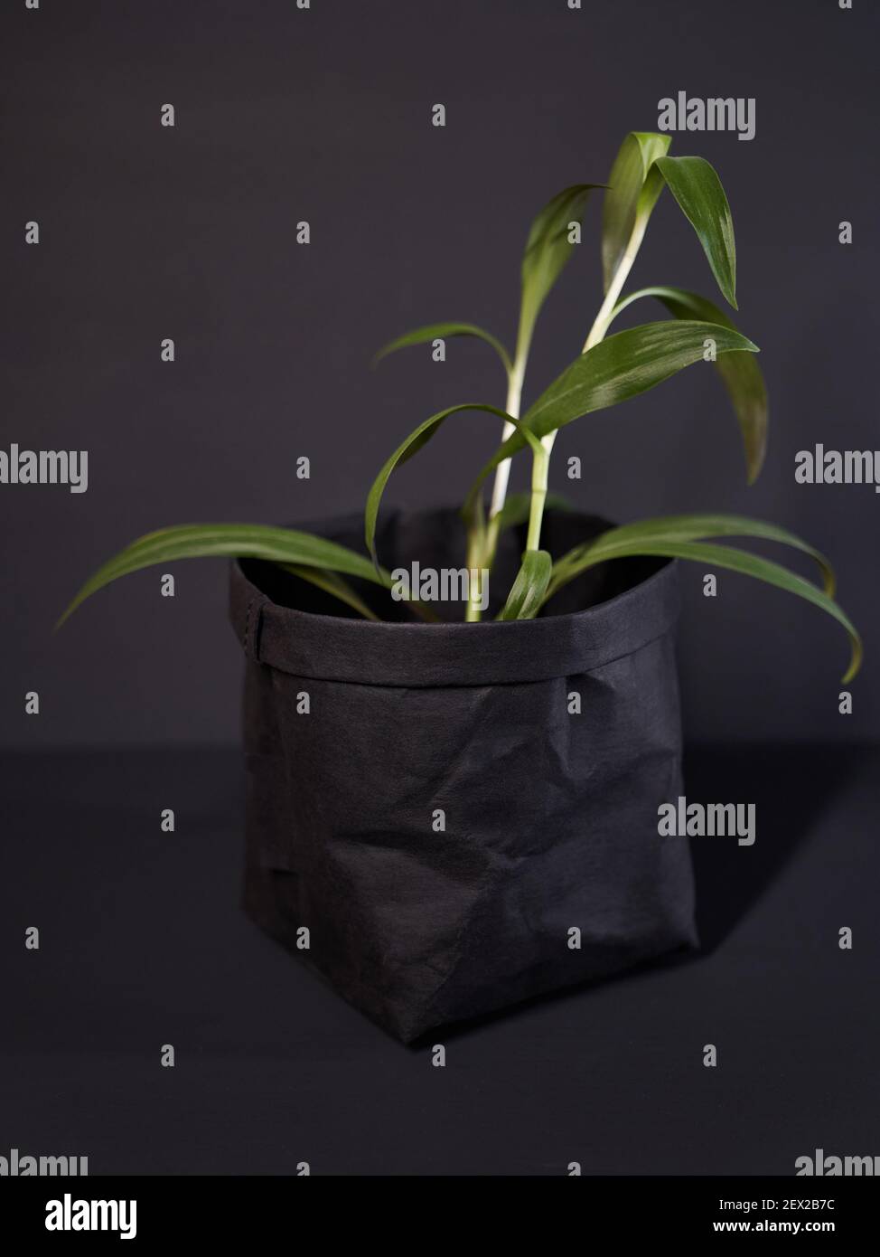 Green flower in black zero waste recycled paper pots. Black eco paper ...