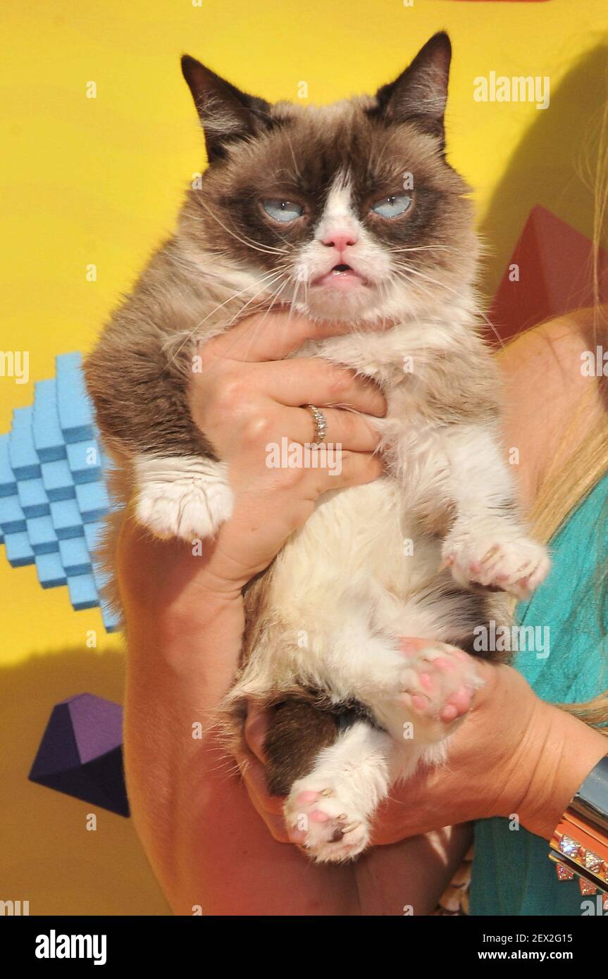 Grumpy Cat arrives at the Nickelodeon's 28th Annual Kids' Choice Awards ...