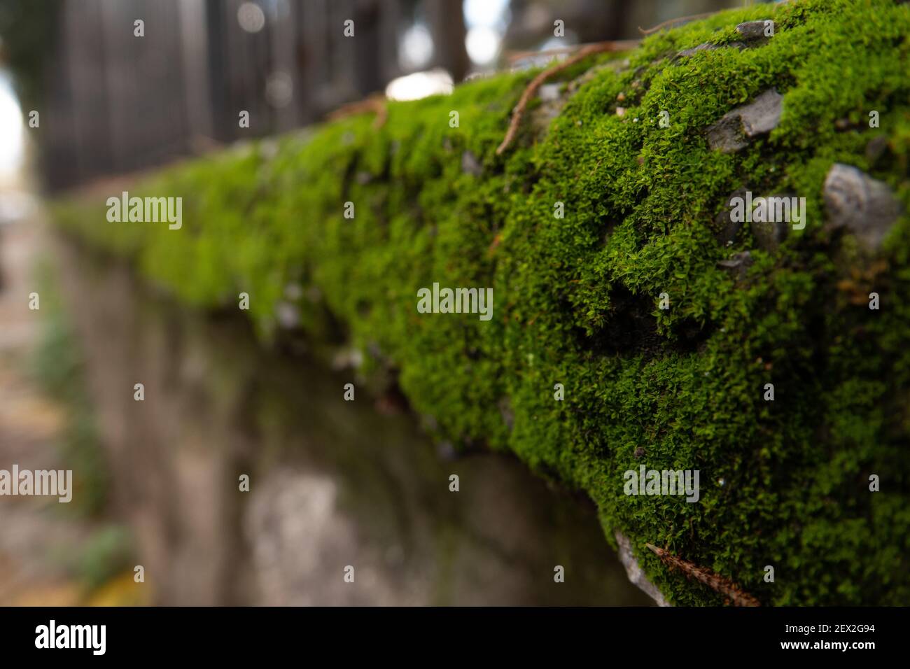 Moss Covered Thatched Roof High Resolution Stock Photography and Images ...