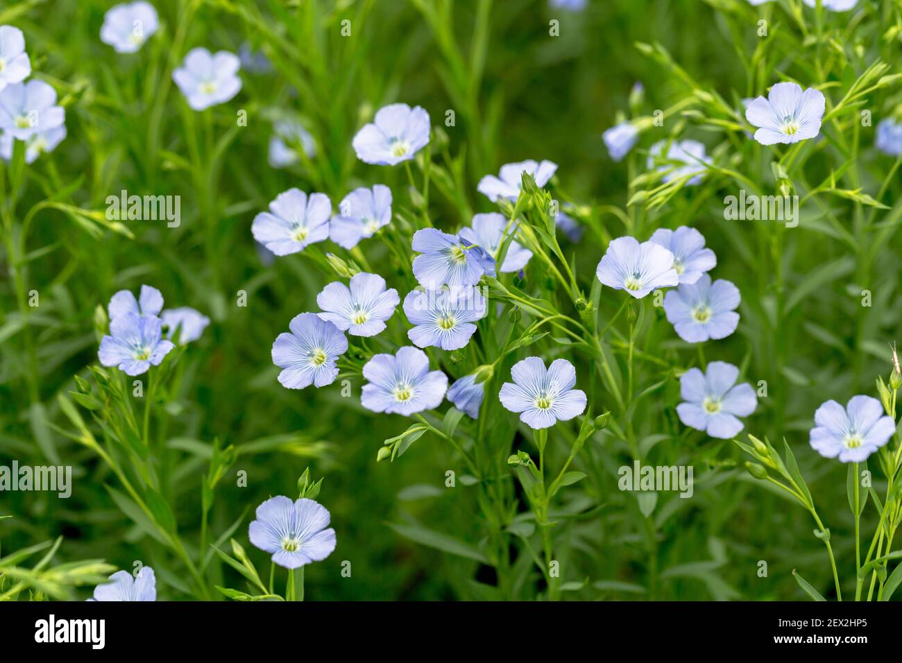 Flax blooms. Green flax field in summer Sunny day. Agriculture, the ...