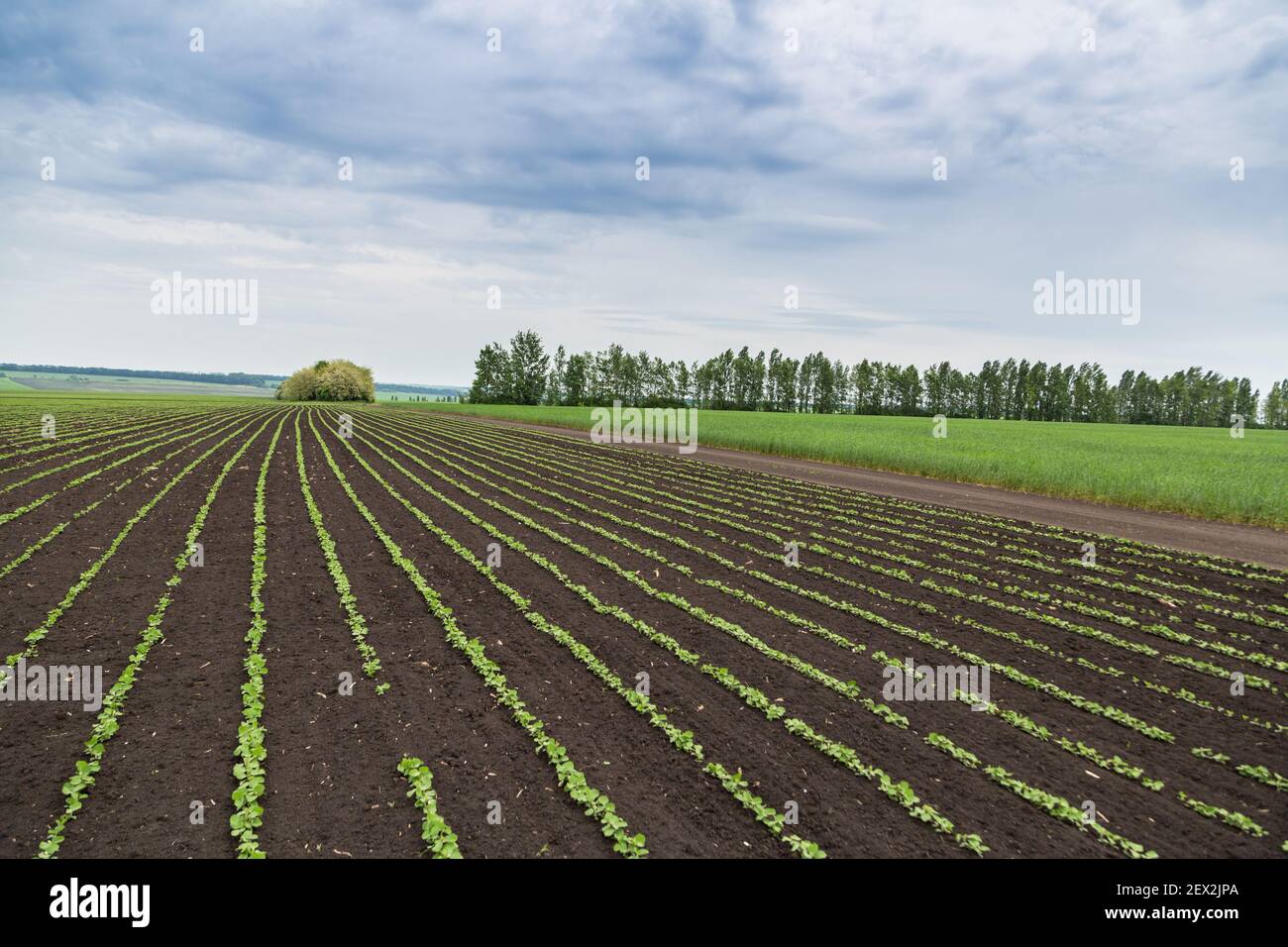 Fresh green soy plants on the field in spring. Rows of young soybean ...