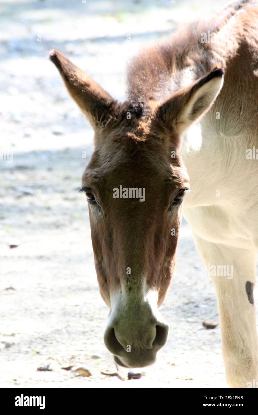 Equus kiang hi-res stock photography and images - Alamy