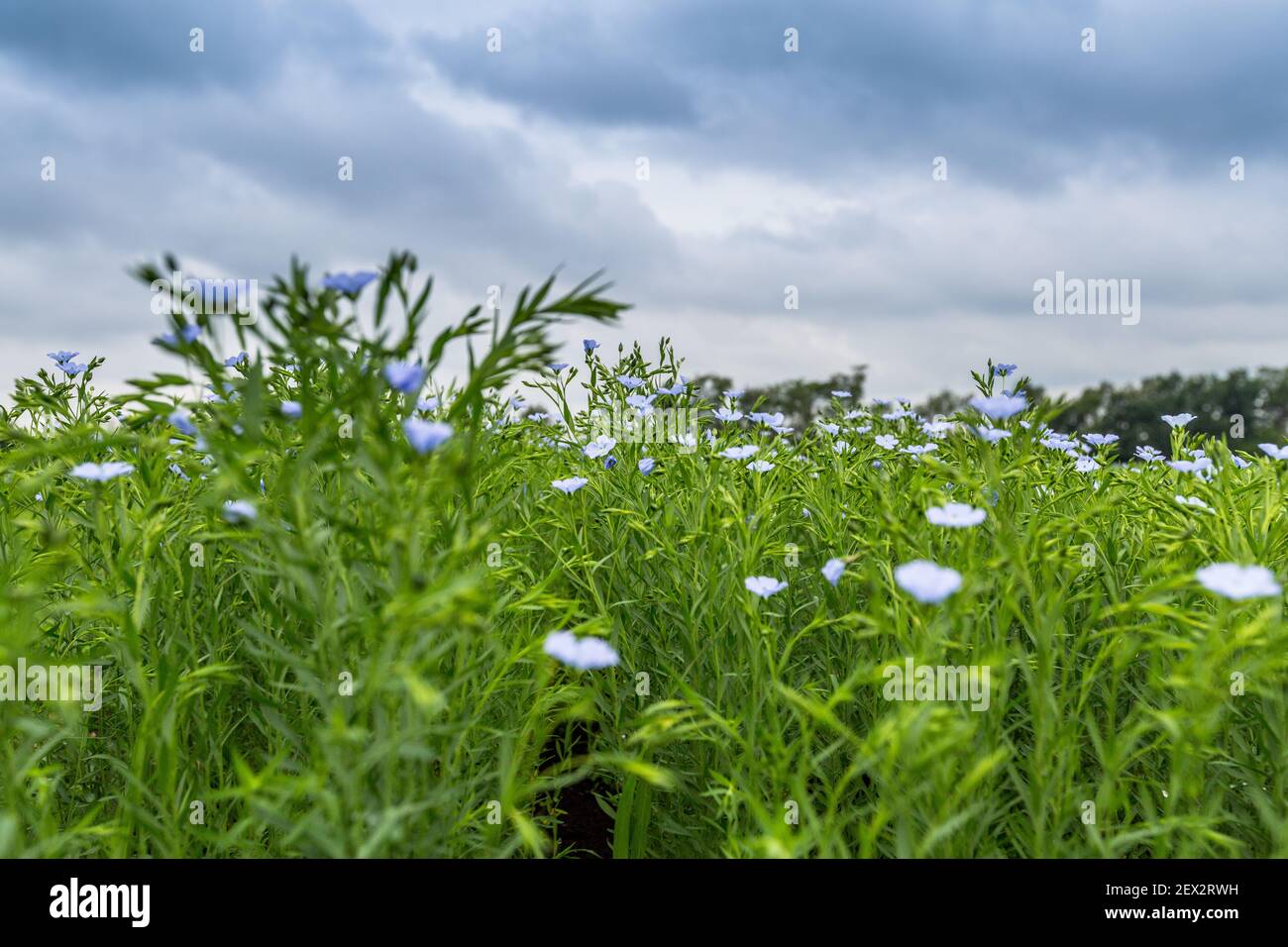 Flax blooms. Green flax field in summer Sunny day. Agriculture, the ...