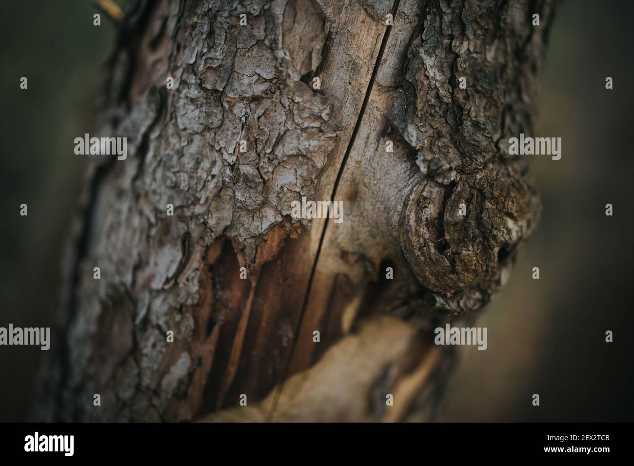 Closeup shot thin trunk hi-res stock photography and images - Alamy