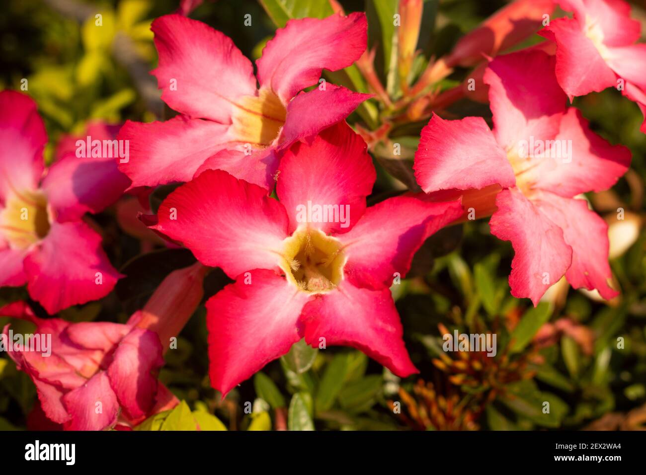 Double shaded flowers hi-res stock photography and images - Alamy