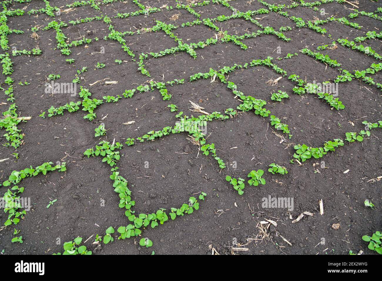 Soybean plant roots hi-res stock photography and images - Alamy