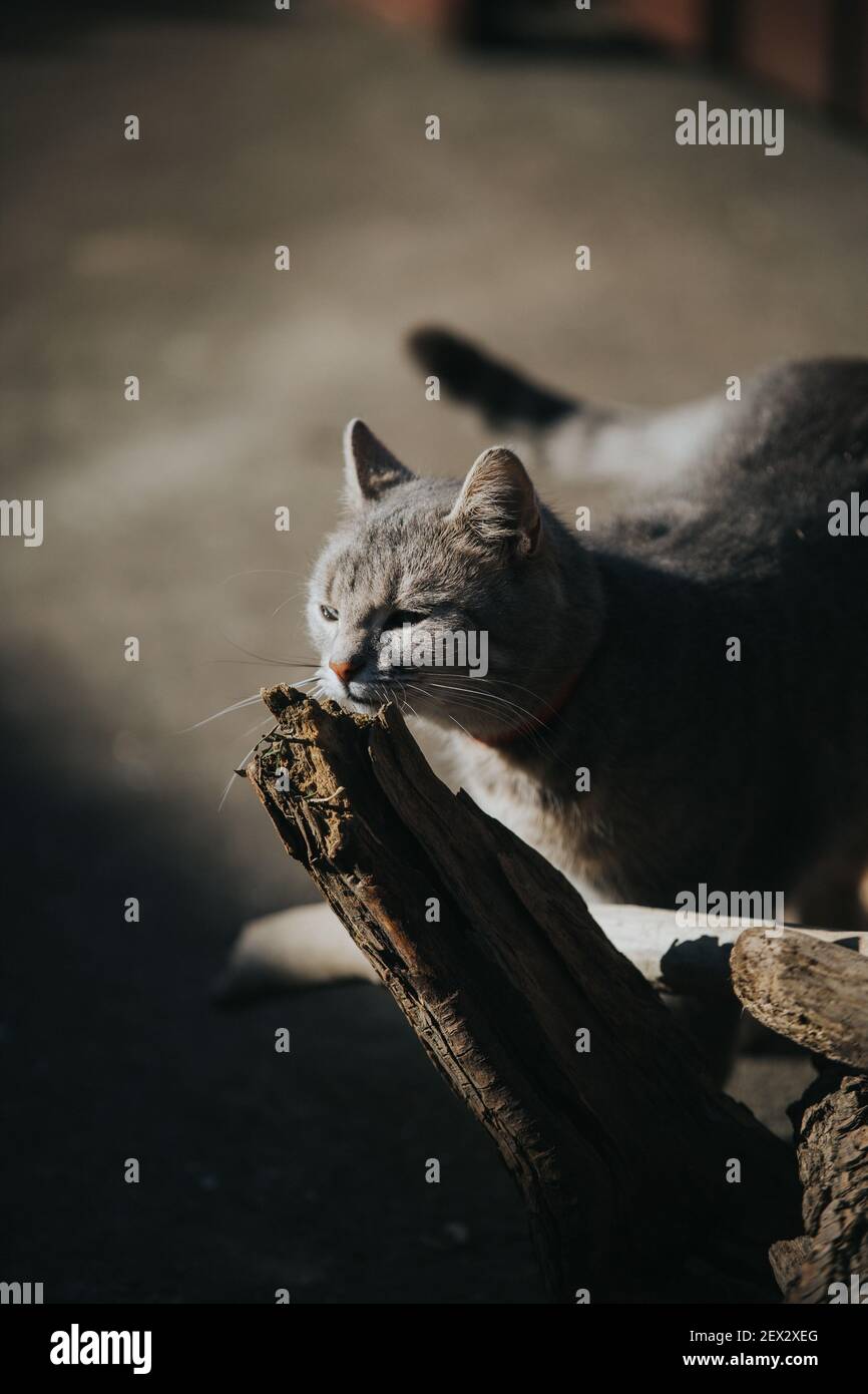 Grey domestic purebred cat smelling hi-res stock photography and images ...