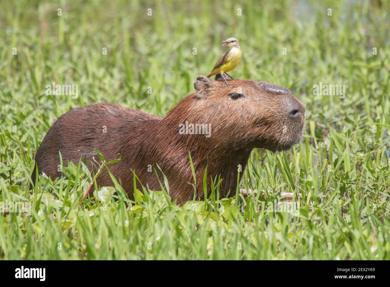 A capybara is walking through the grass and eating with a bird on the ...