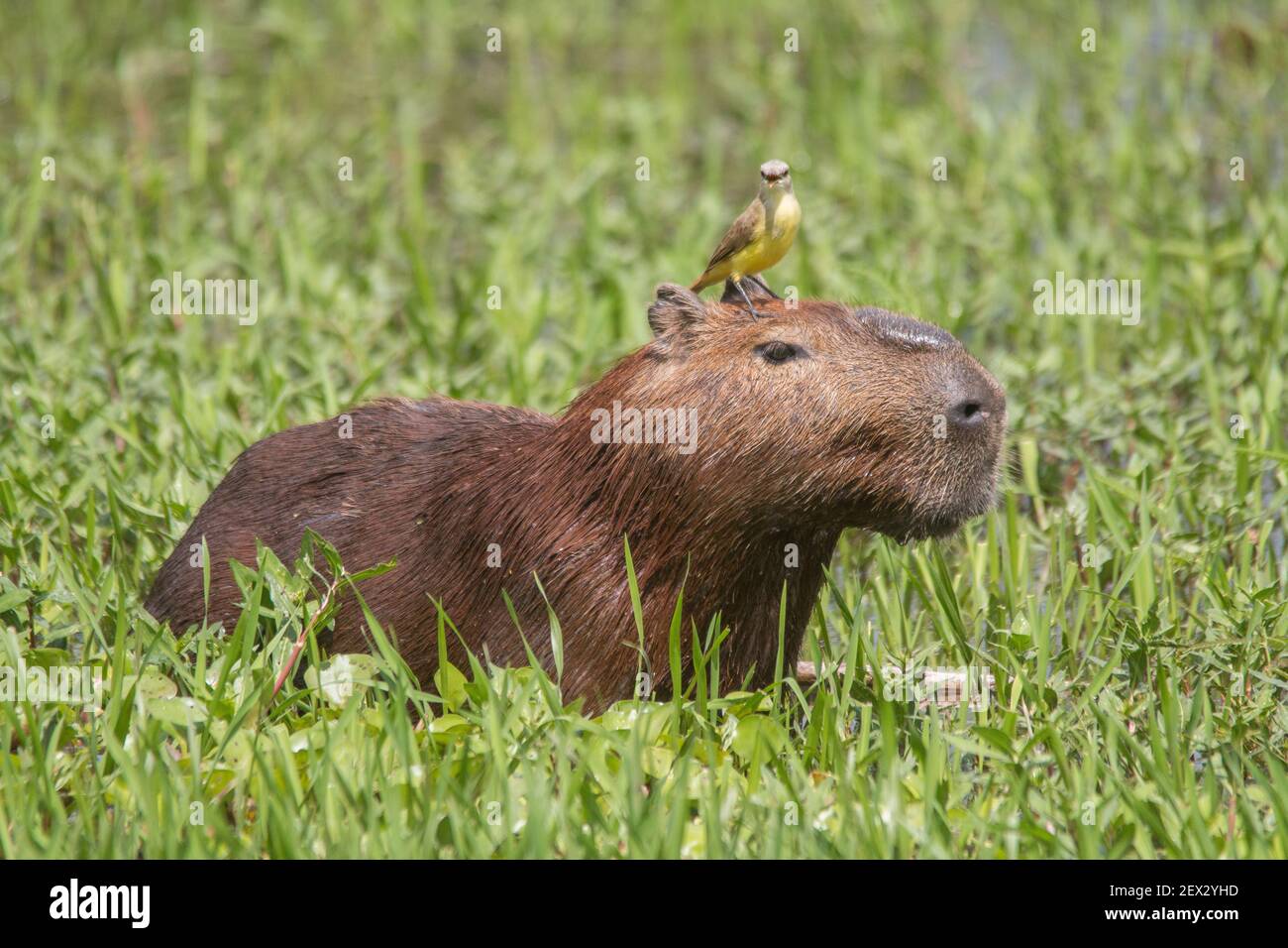 Capybara Family Walking High Resolution Stock Photography and Images ...