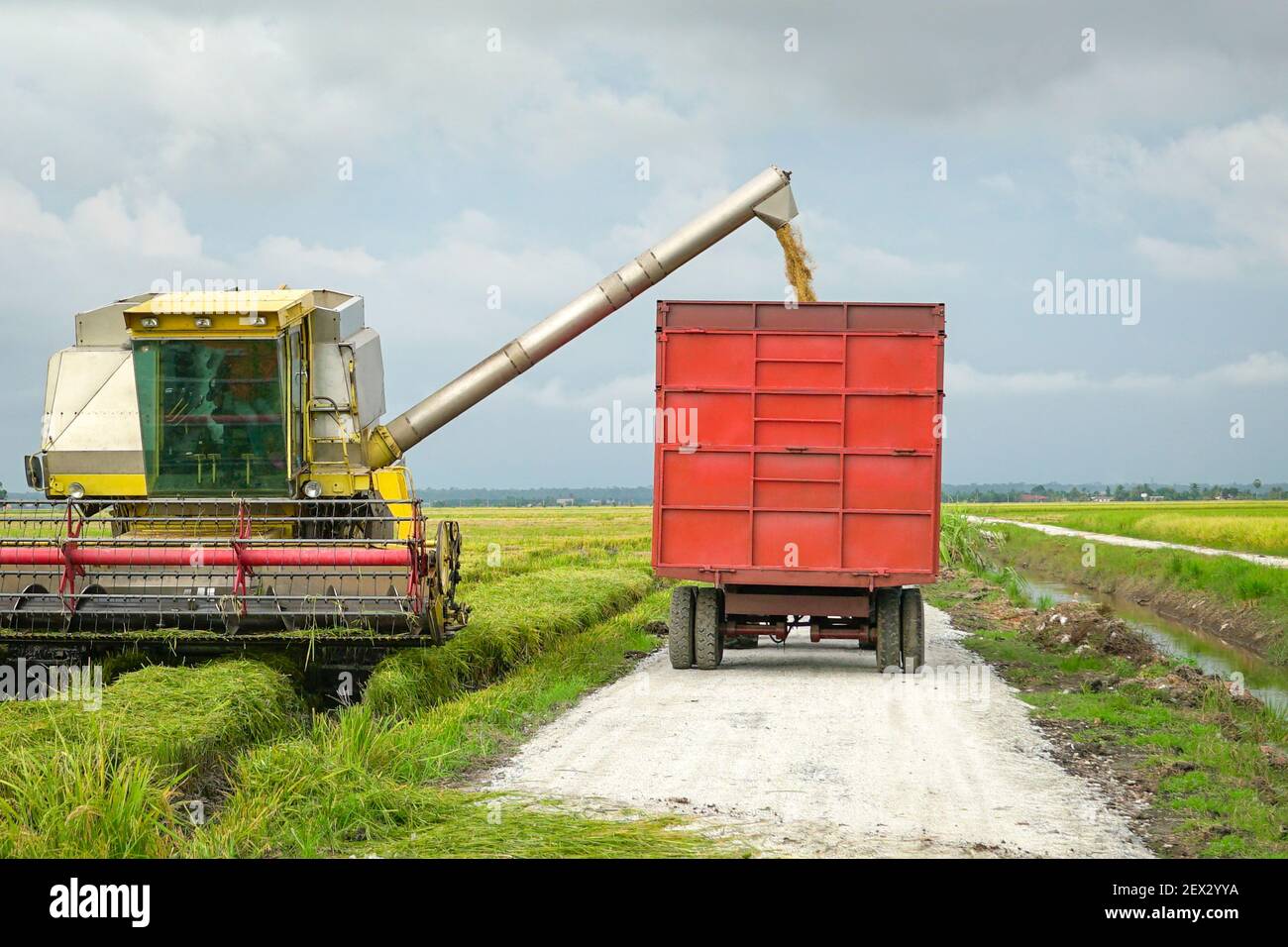 Paddy crops falling onto cargo truck after harvest, to be transported ...