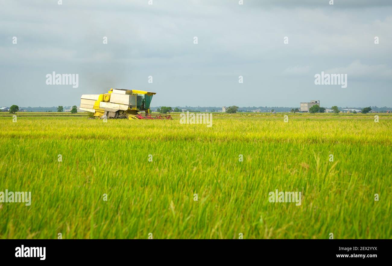 Landscape of paddy field with Harvester machine. Agriculture concept ...