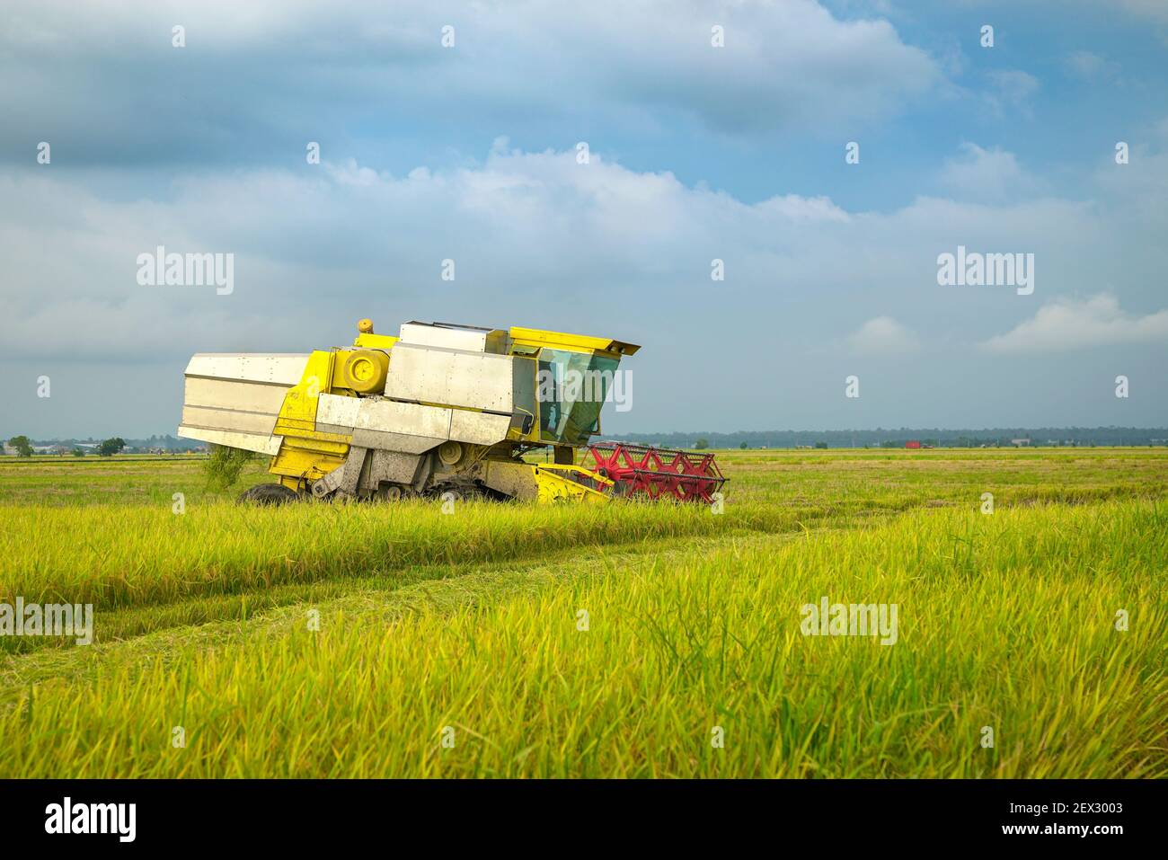 Landscape of paddy field with machine harvesting its crops. Agriculture ...