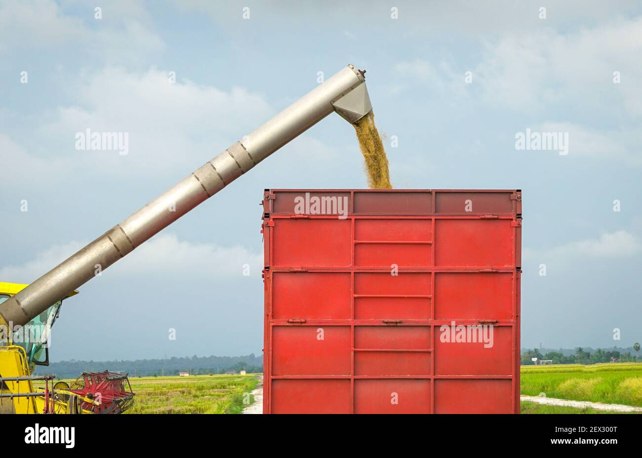Paddy crops falling onto cargo truck after harvest, to be transported ...