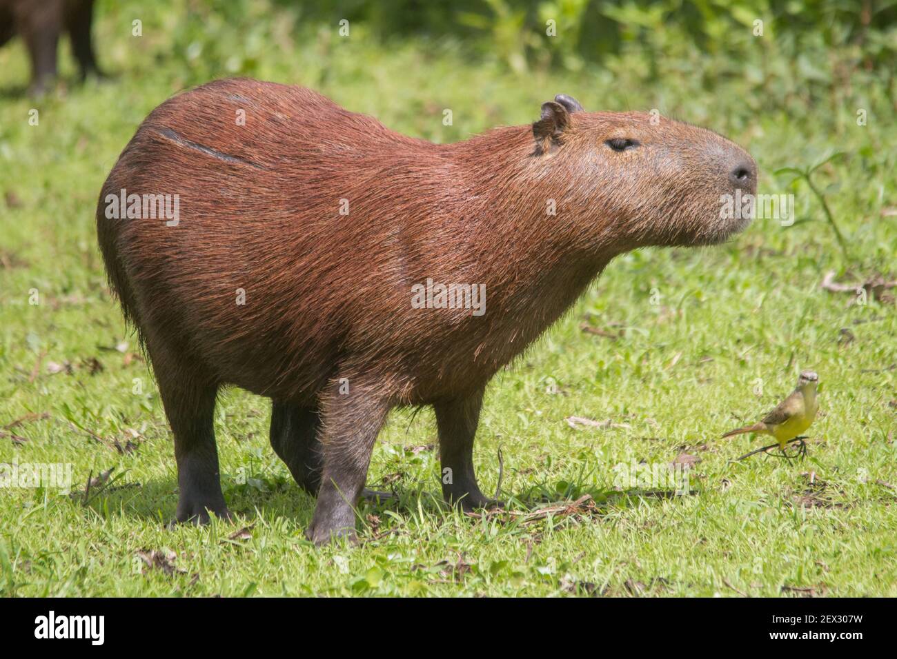 A capybara is walking through the grass and eating in the Pantanal in ...