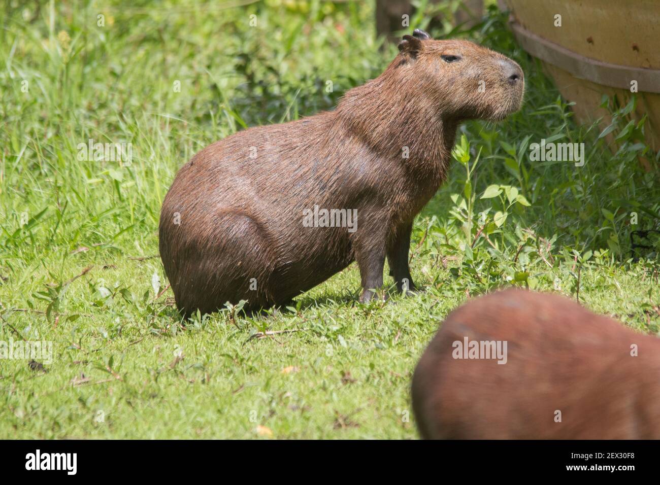 A capybara is walking through the grass and eating in the Pantanal in ...
