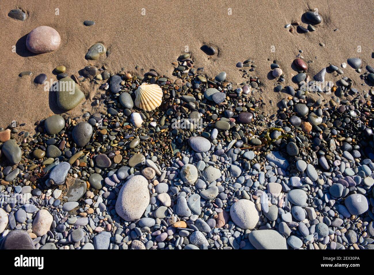 Scallop shell amongst wet and dry stone and sand at the edge of the ...