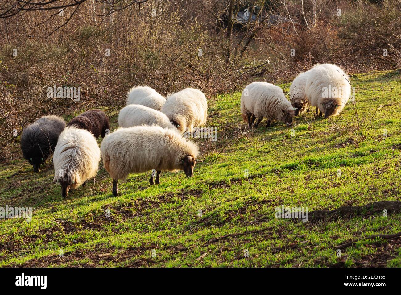 Herd of grazing mergelland sheep, a rare breed spotted near 's ...