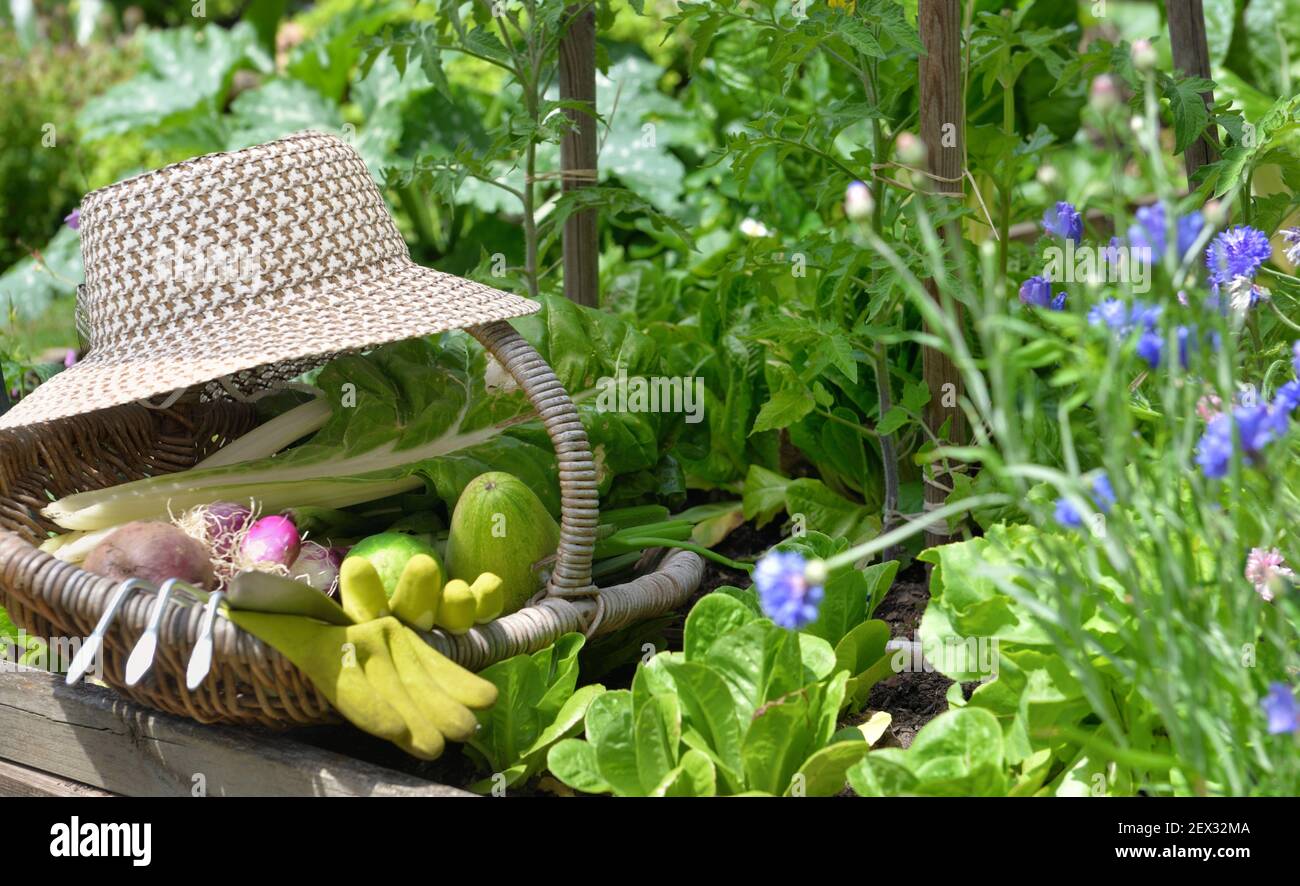 fresh vegetable in a wicker basket with wicker hat placed in vegetable ...