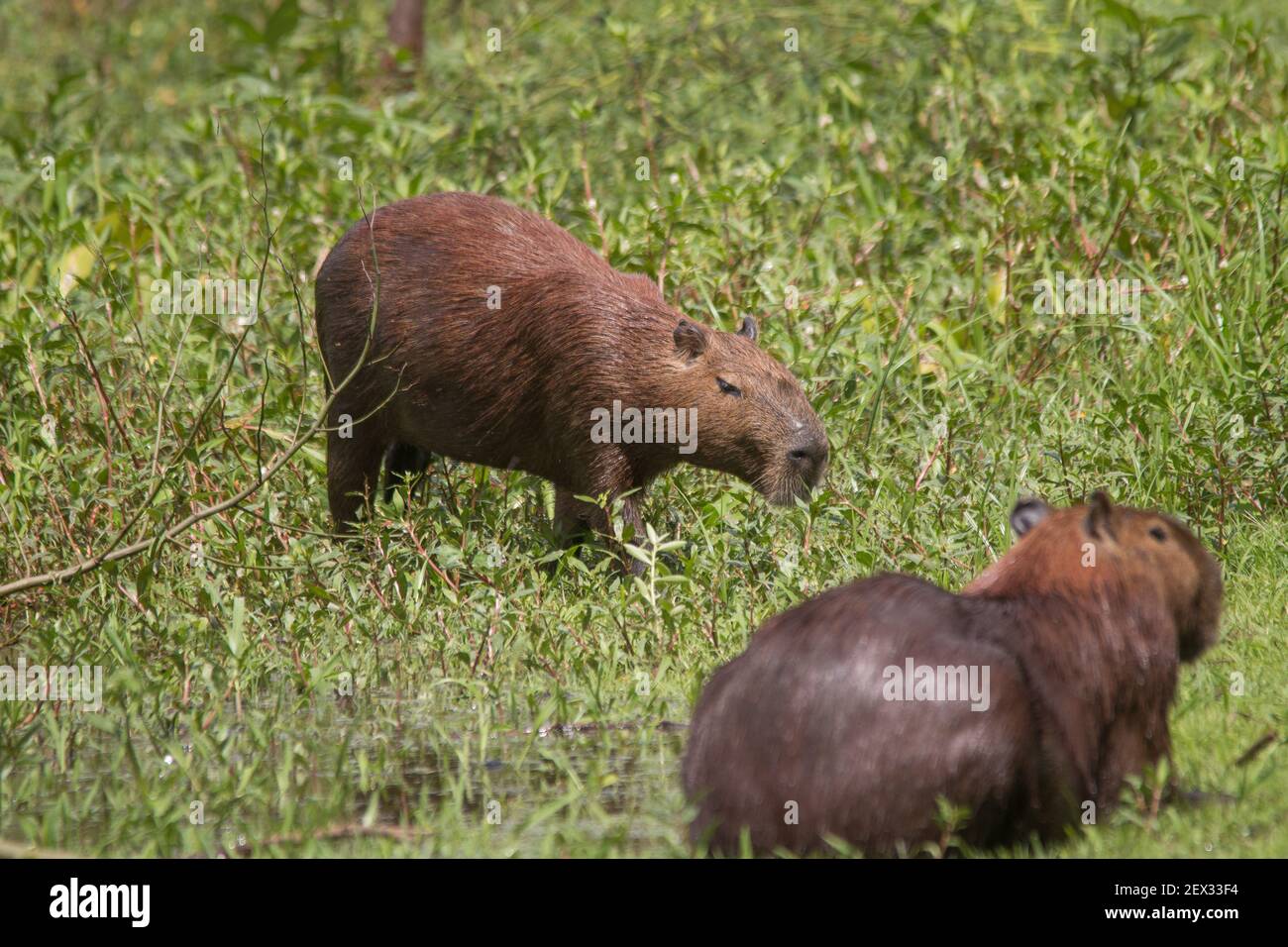 A capybara is walking through the grass and eating in the Pantanal in ...