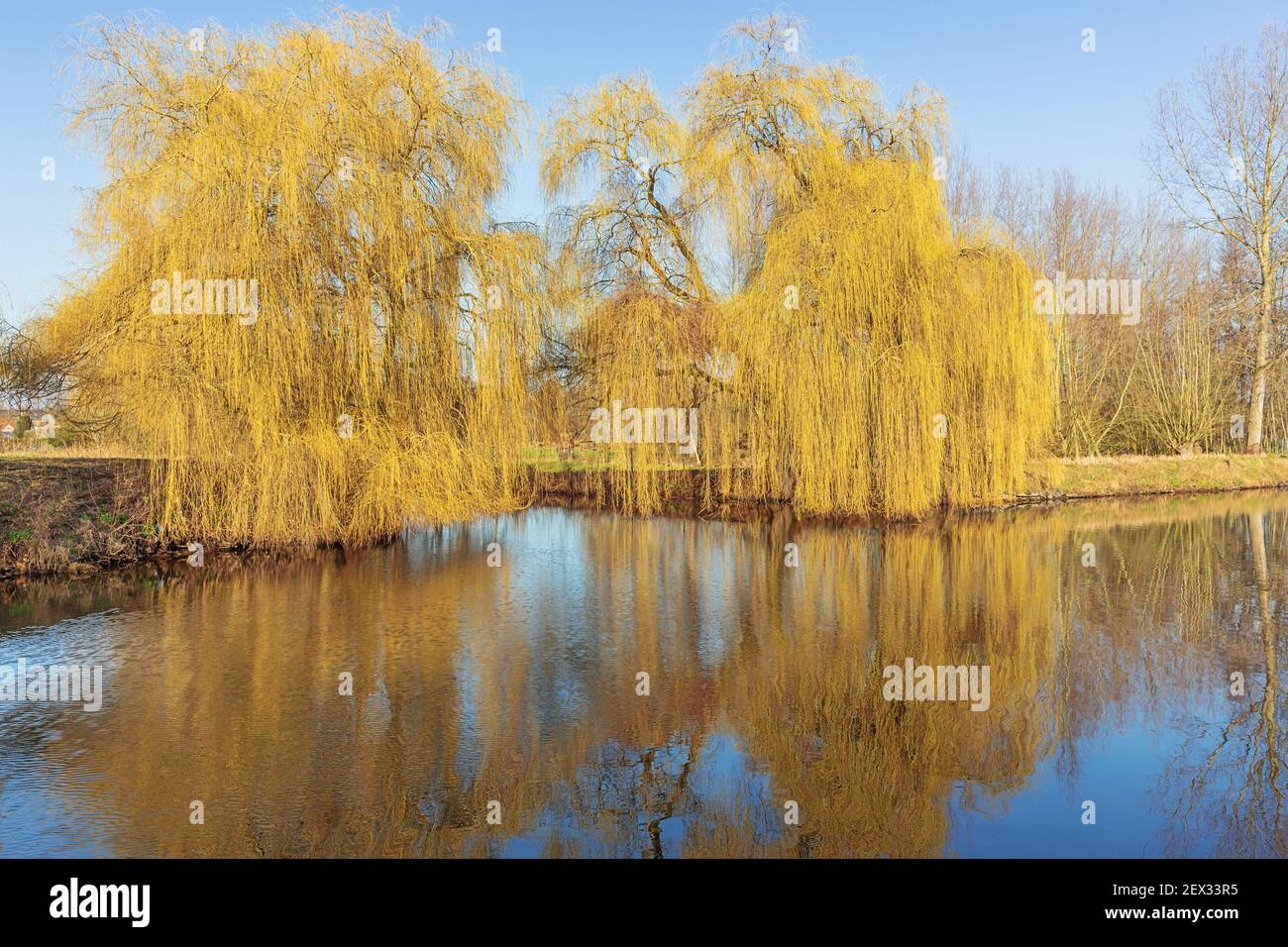 Weeping willows salix babylonica hi-res stock photography and images ...