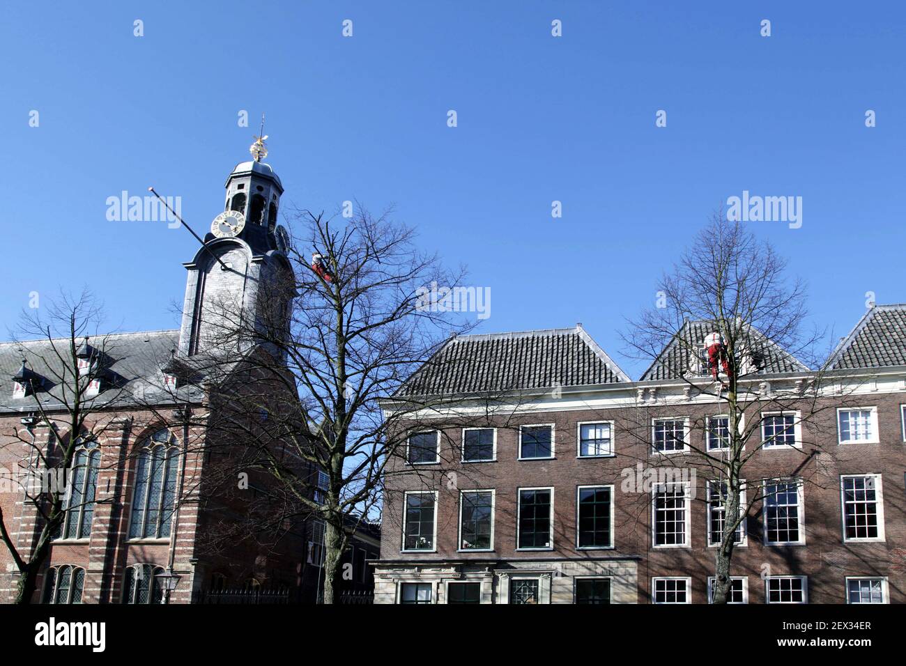 Secured by rope these men trim trees in spring using a motor saw Stock ...