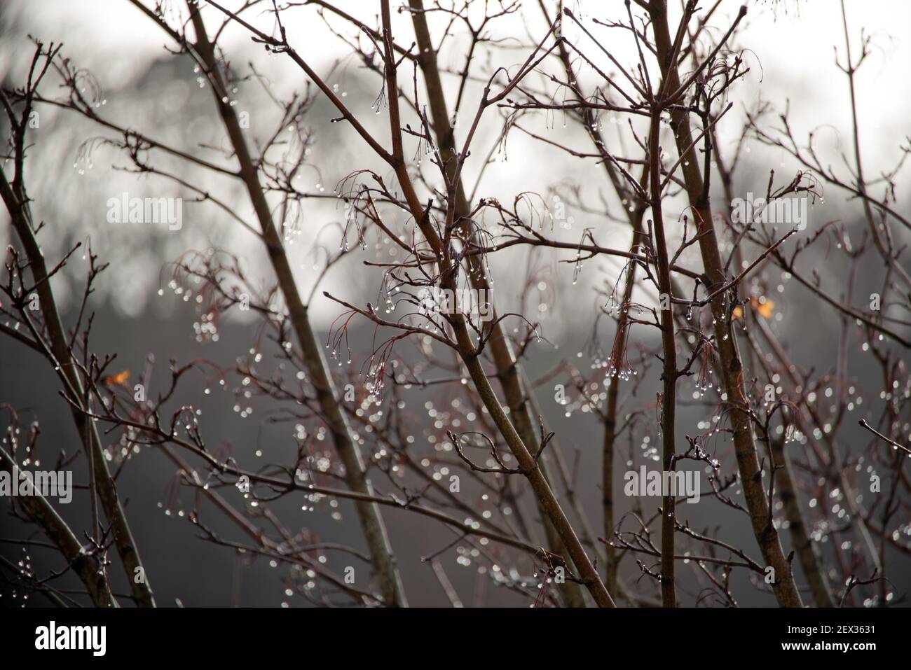 Beautiful raindrops on a tree branches in winter with a dreamy effect ...