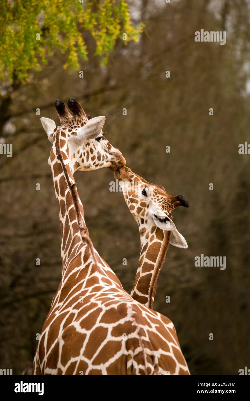 Giraffe Kissing Baby Giraffe