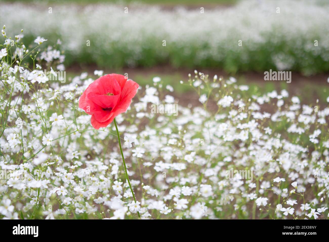 White poppy blossom hi-res stock photography and images - Alamy