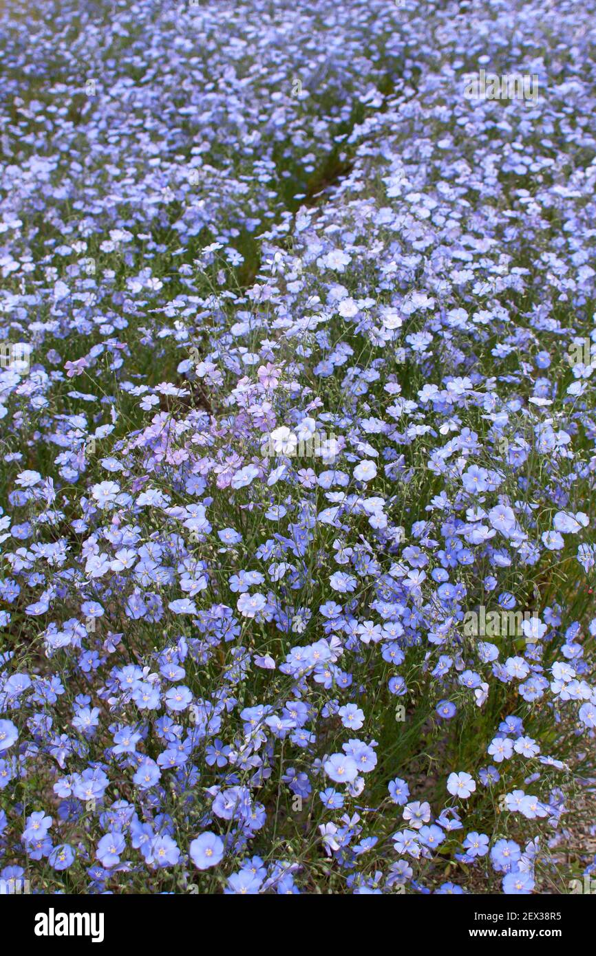 Field of blooming blue wood forget-me-not Stock Photo - Alamy
