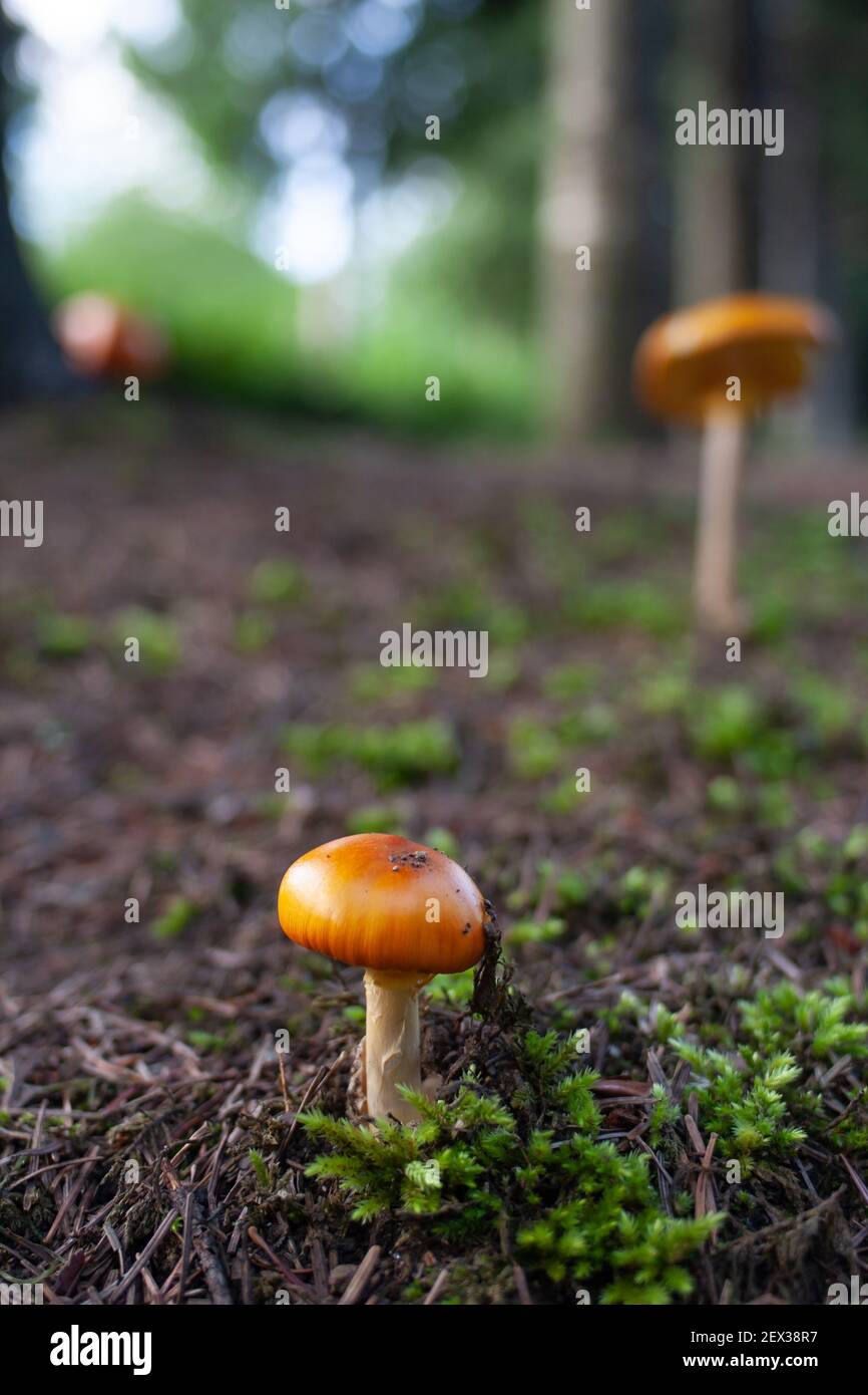 Round mushroom cap hi-res stock photography and images - Alamy