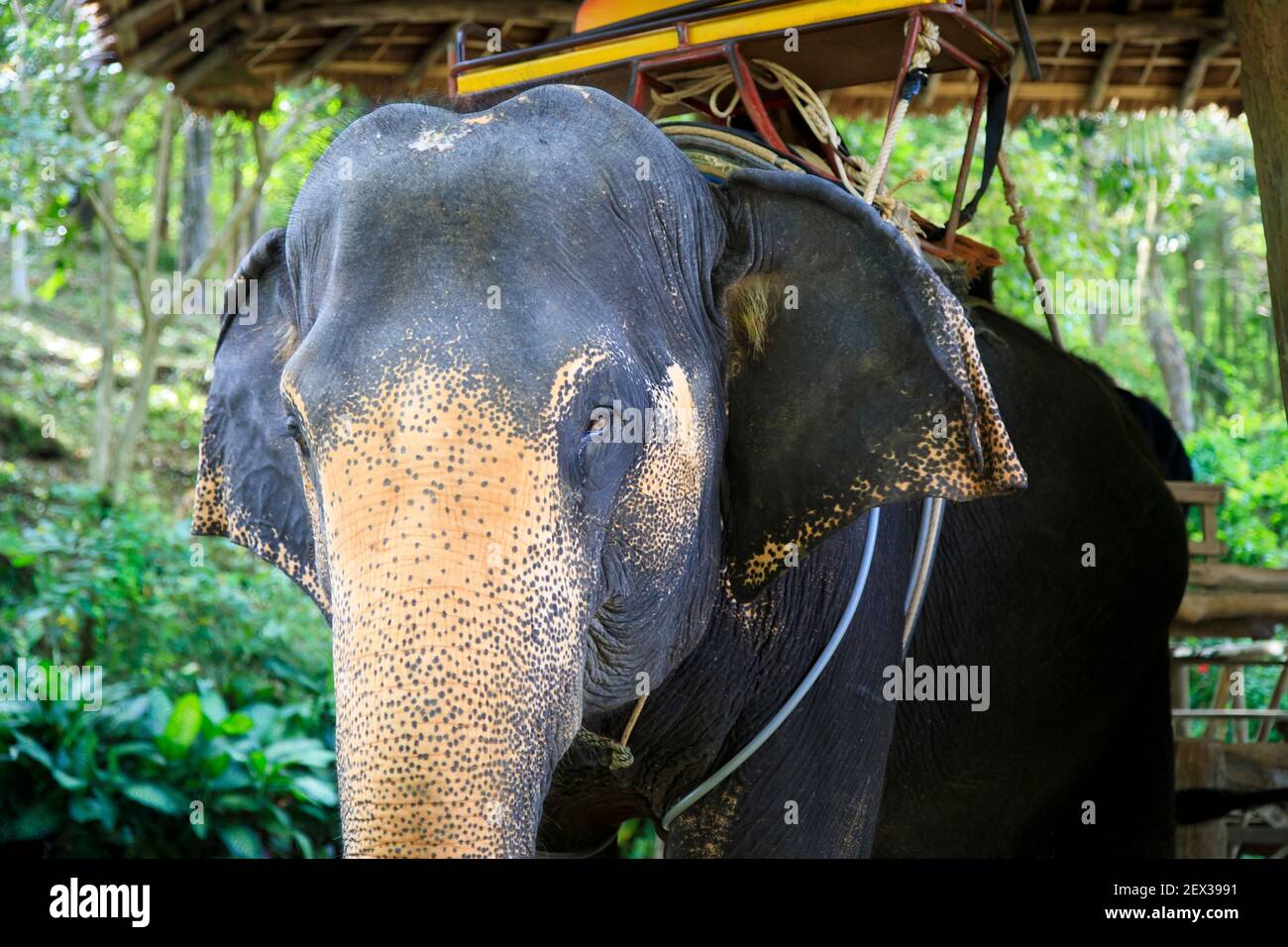 Large Thai elephants with tourist spots on their backs for riding ...