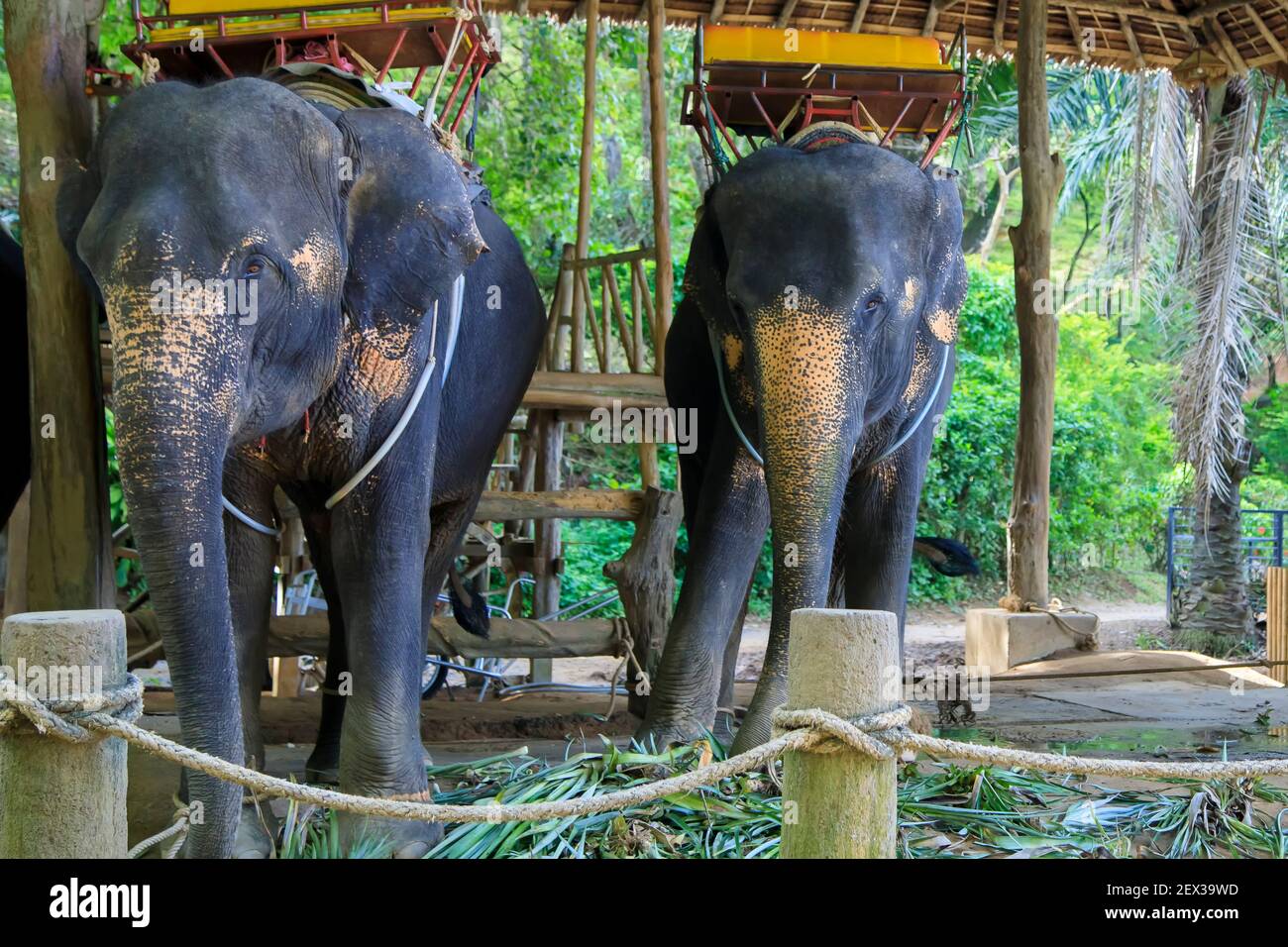 Large Thai elephants with tourist spots on their backs for riding ...